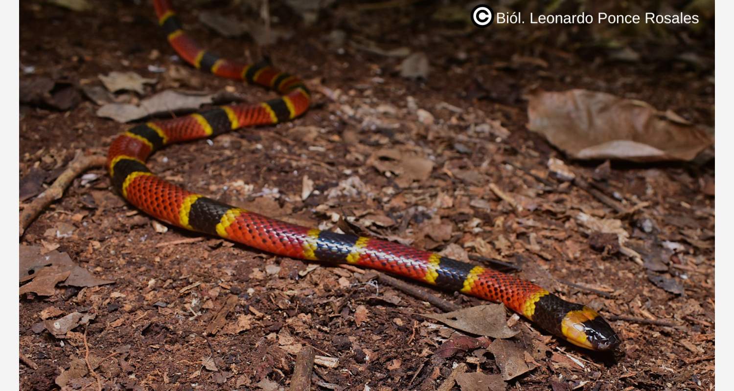 Micrurus apiatus | Redtox