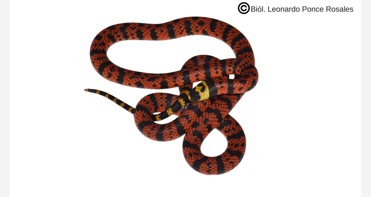 Micrurus apiatus | Redtox