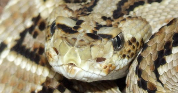 Conoce a la serpiente de cascabel | Redtox