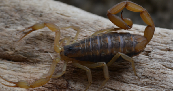 Centruroides suffusus | Redtox