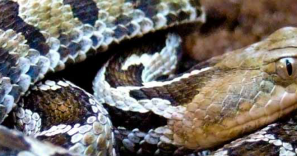 Crotalus ravus | Redtox