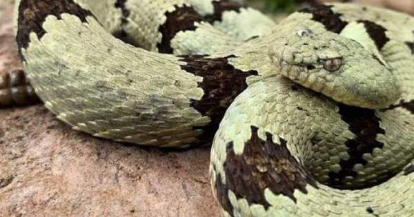 crotalus lepidus morulus
