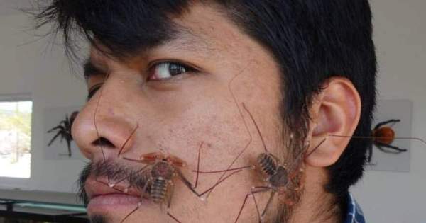 Luis Cuéllar Balleza | Redtox