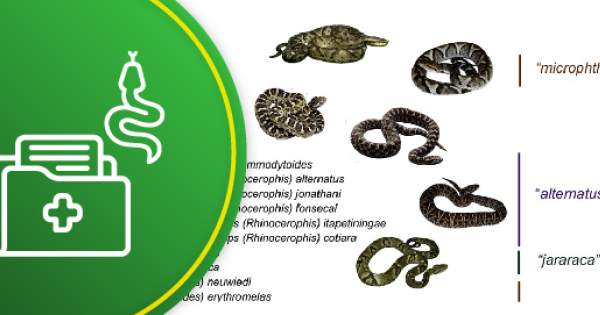 Nomenclatural instability in the venomous snakes of the Bothrops ...