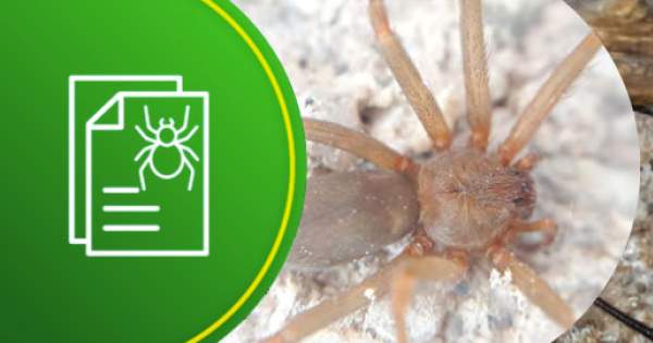 En las zonas áridas de México: Diversidad de arañas | Redtox