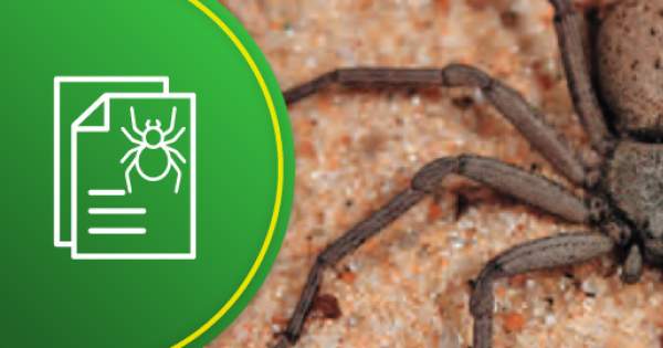 Phylogeny of Sicariidae spiders (Araneae: Haplogynae), with a monograph ...