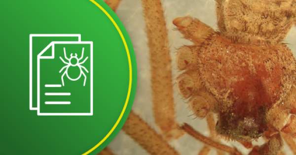 Present status of Sicariidae (Arachnida: Araneae) in the Afrotropical ...