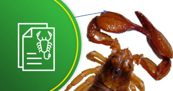 Clave sencilla para identificar especies de alacranes del género ...