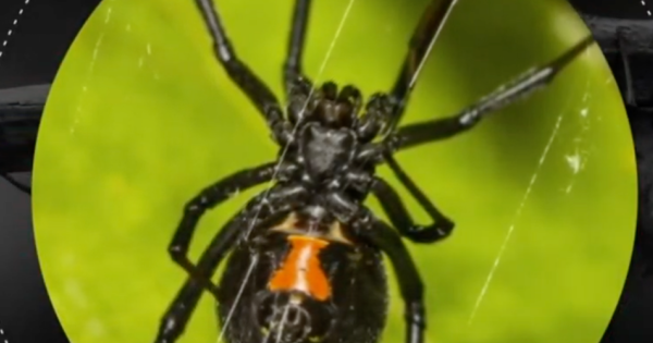 Mapa De La Araña Viuda Negra Guías Urbanas Universidad De California