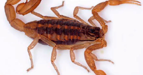CLAVE PARA LA IDENTIFICACIÓN DE ALACRANES DEL GÉNERO CENTRUROIDES DEL ...