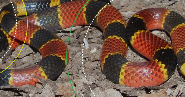 Mordeduras De Serpiente Peligrosas
