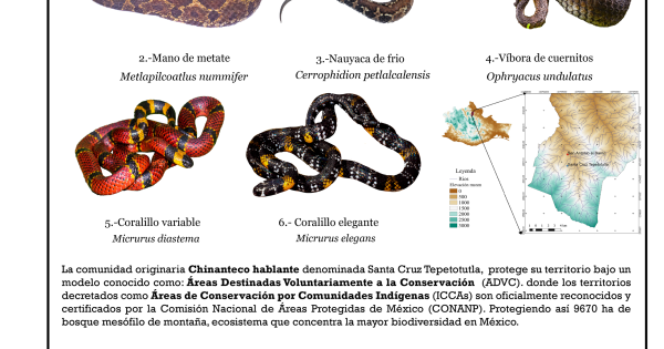Serpientes venenosas de Oaxaca | Redtox